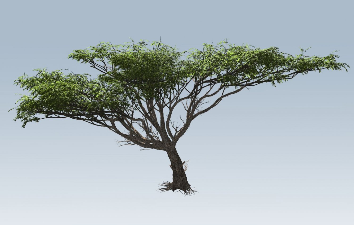 acacia tree 3D Models in Tree 3DExport