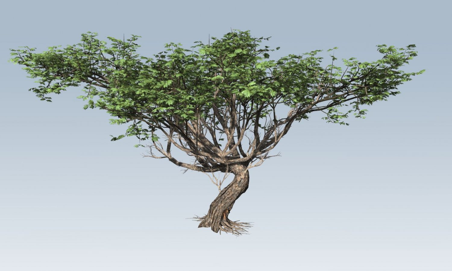 acacia tree 3D Models in Tree 3DExport