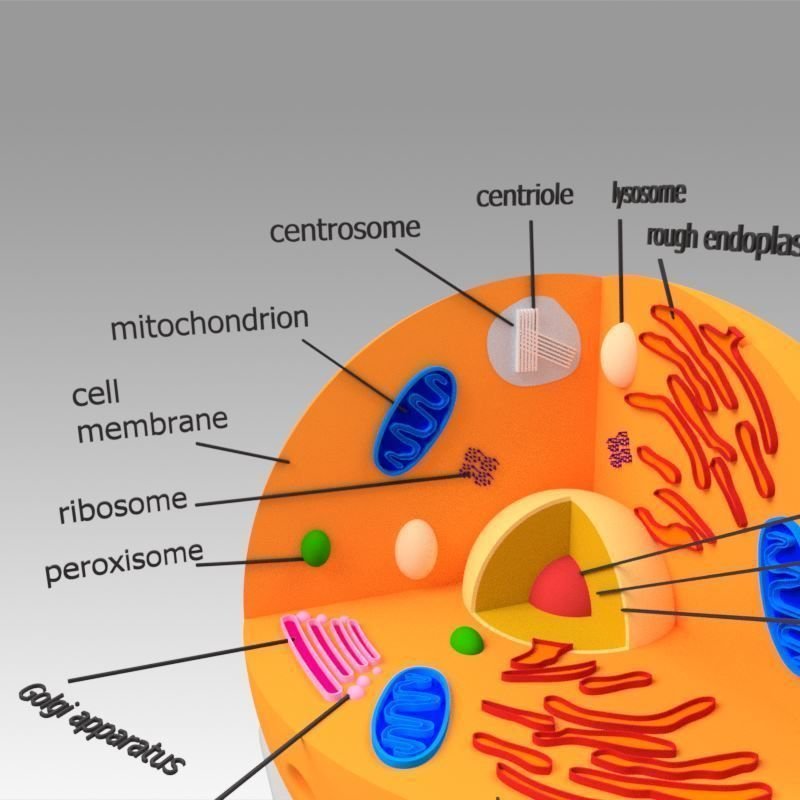 Animal Cell 3D Model in Medical Equipment 3DExport