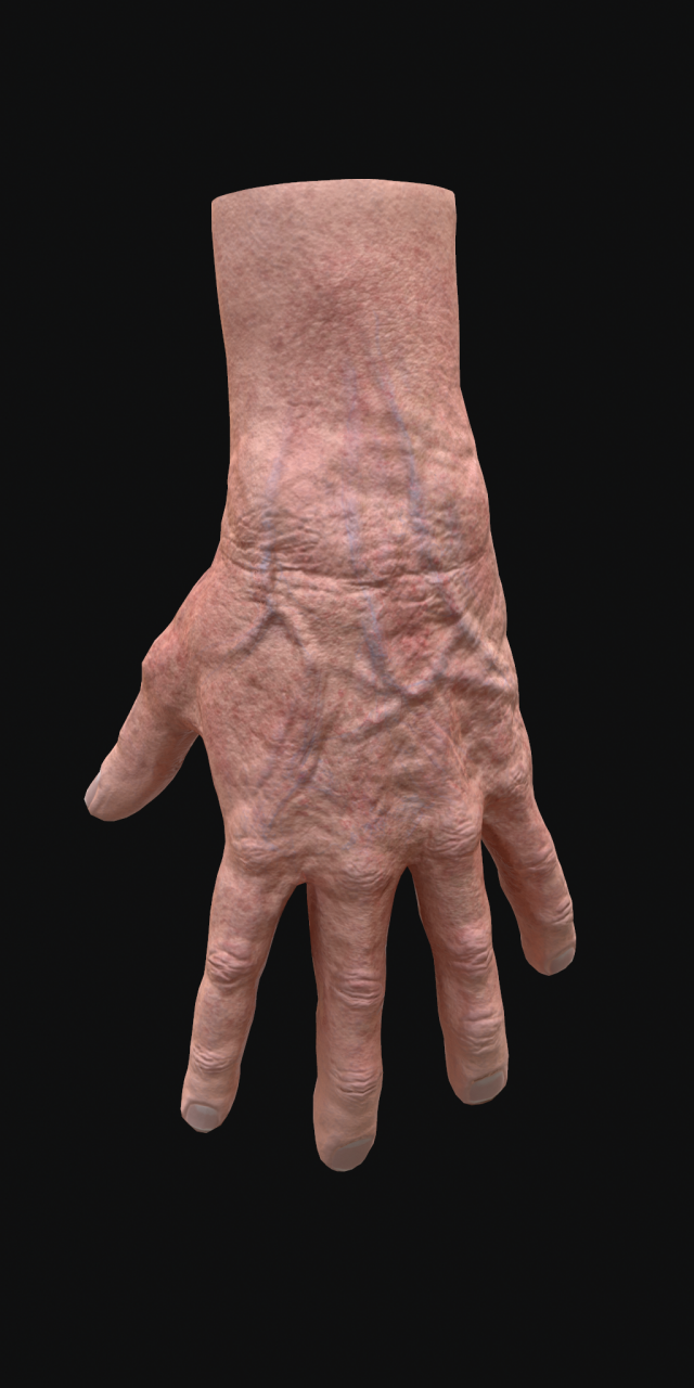 realistic rigged old man hand 3D Model in Anatomy 3DExport