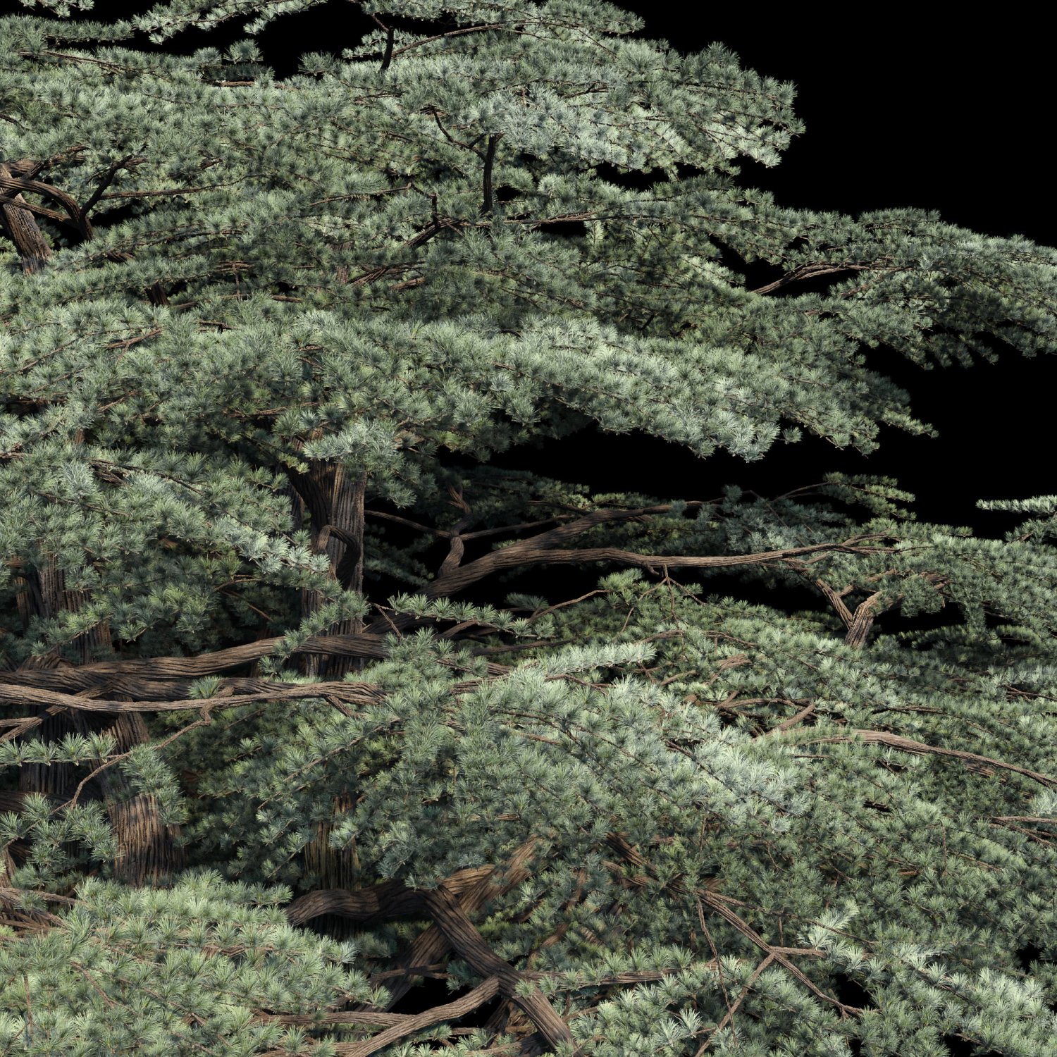 Atlas cedar 3D Model in Tree 3DExport