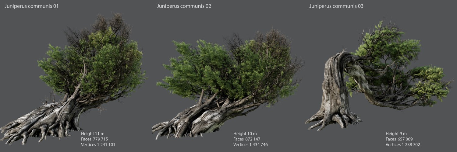 juniper ordinary 3D Models in Tree 3DExport