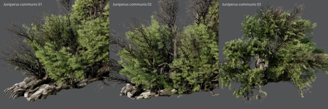 juniper ordinary 3D Model in Tree 3DExport