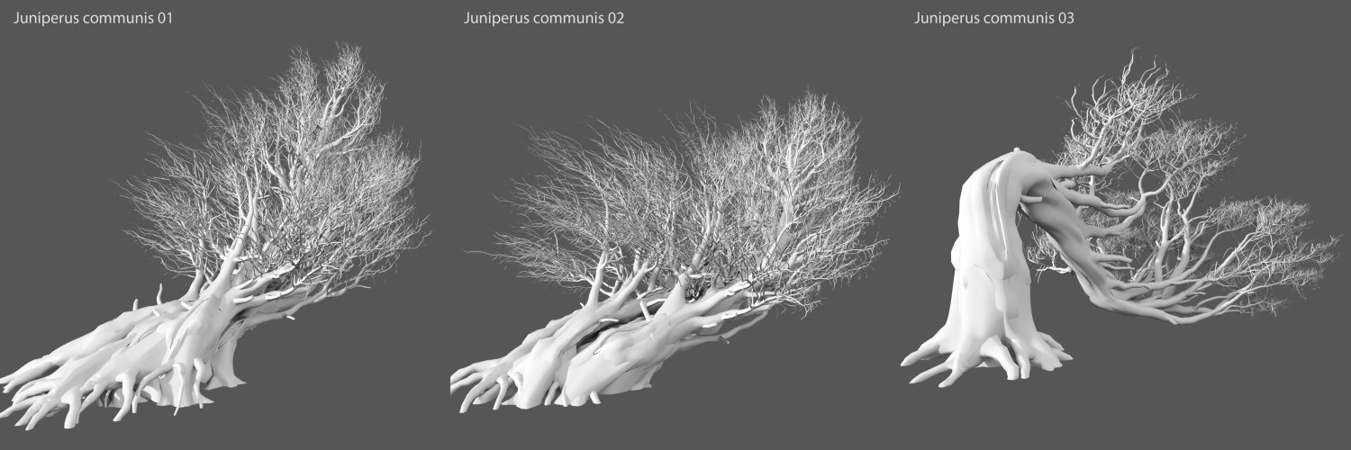 juniper ordinary 3D Models in Tree 3DExport
