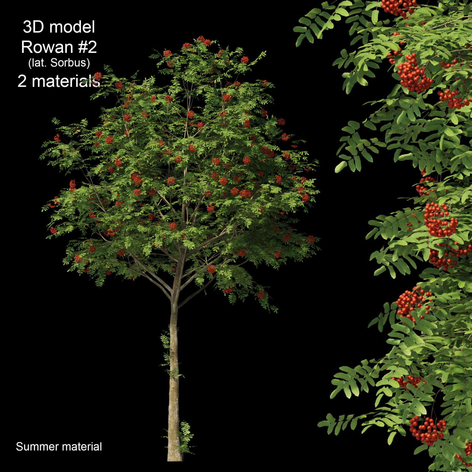 collection rowan 3D Models in Tree 3DExport