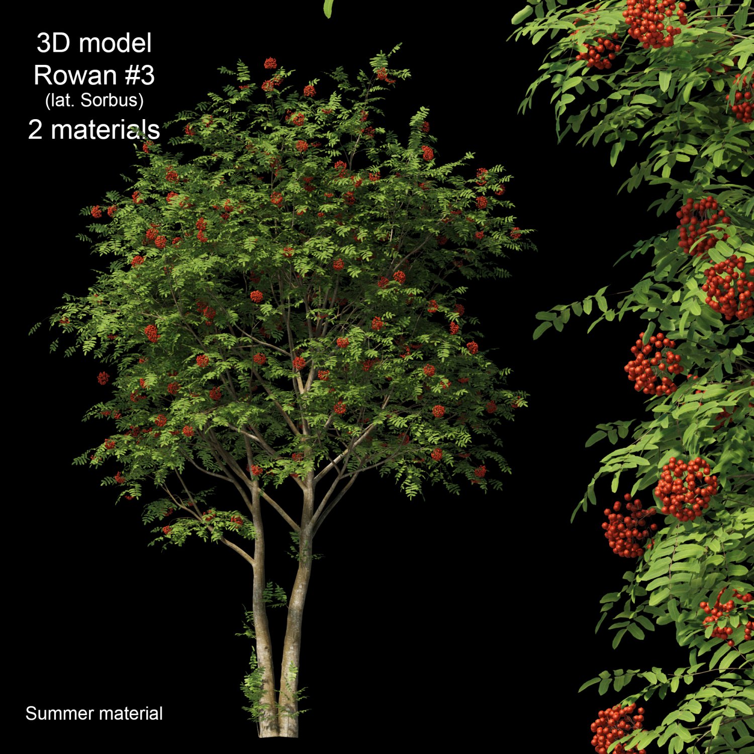 collection rowan 3D Models in Tree 3DExport