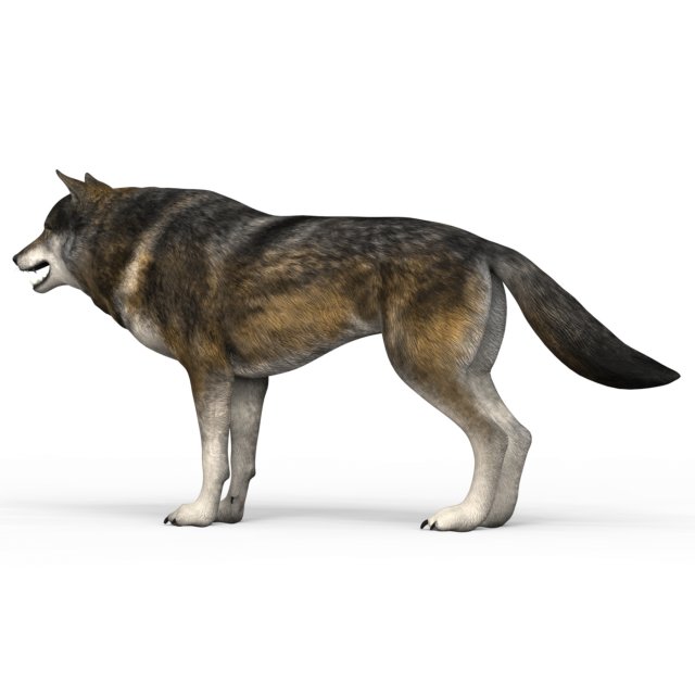 brown wolf 3D Model in Wildlife 3DExport