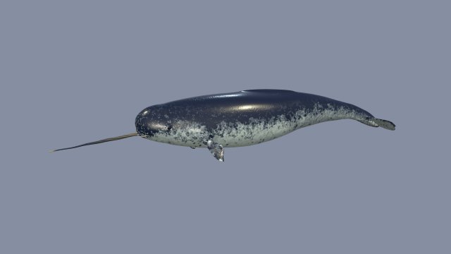 narval 3D Model in Aquatic 3DExport