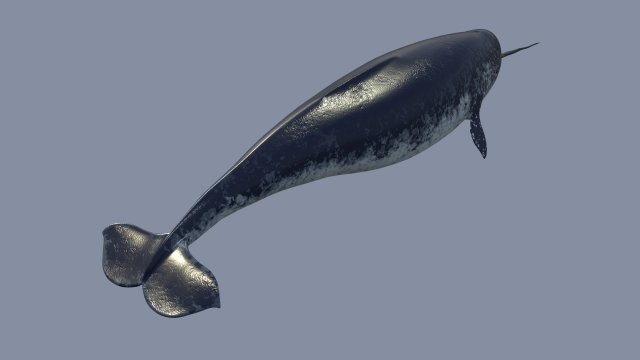 narval 3D Model in Aquatic 3DExport