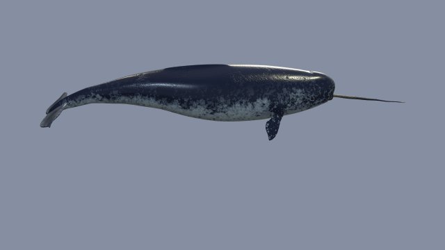 narval 3D Model in Aquatic 3DExport