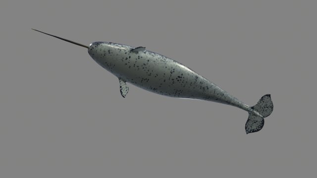 narval 3D Model in Aquatic 3DExport