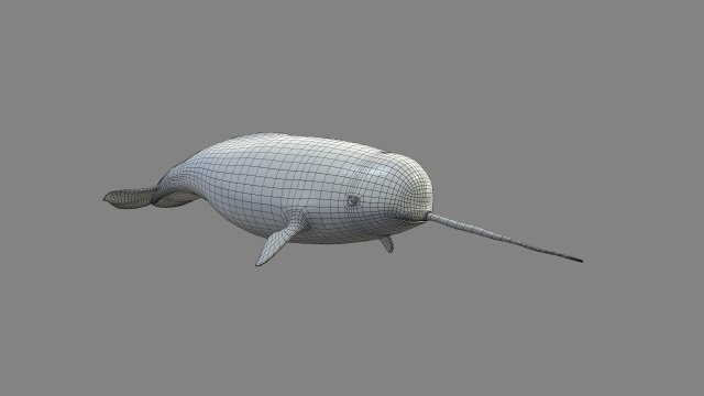 narval 3D Model in Aquatic 3DExport
