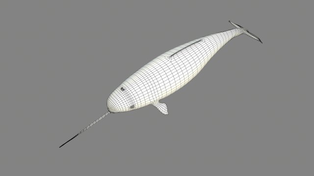narval 3D Model in Aquatic 3DExport
