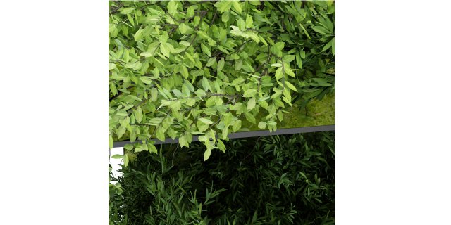 Collection Plant Vol 70 Blender Model 3D Model in Bush 3DExport