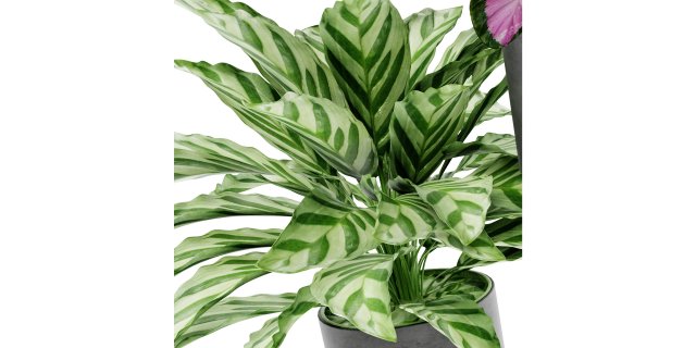 Collection Plant Vol 459 - Blender Model 3D Model in Small Plants 3DExport