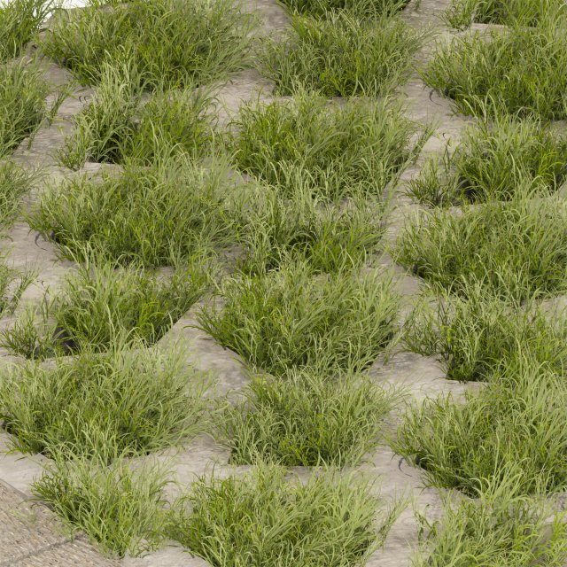 Collection plant vol 499 - concrete - tileable - grass Modèle 3D in L'herbe et la couverture du ...