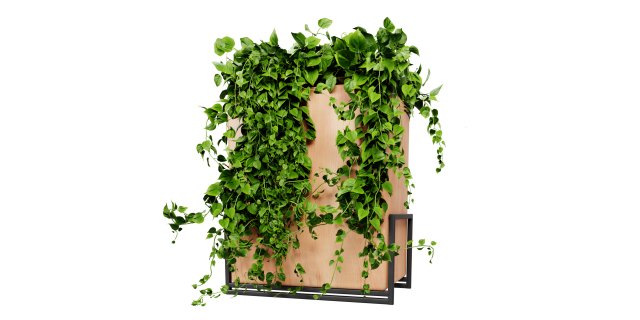 Collection plant vol 520 - blende model 3D Model in Small Plants 3DExport