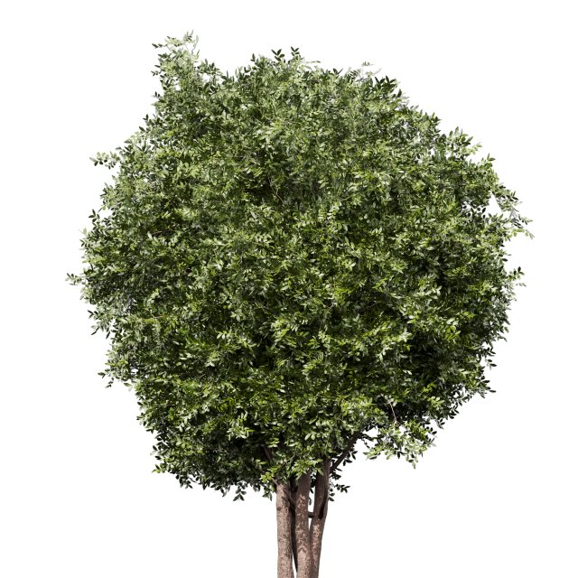 Collection plant vol 527 - Urban environment - tree - bay - laurel 3D ...