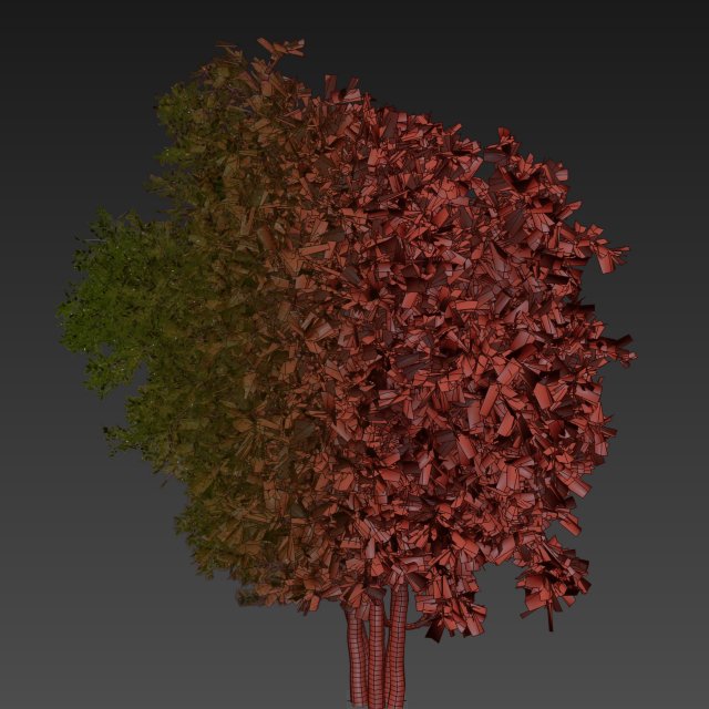 Collection plant vol 527 - Urban environment - tree - bay - laurel 3D ...