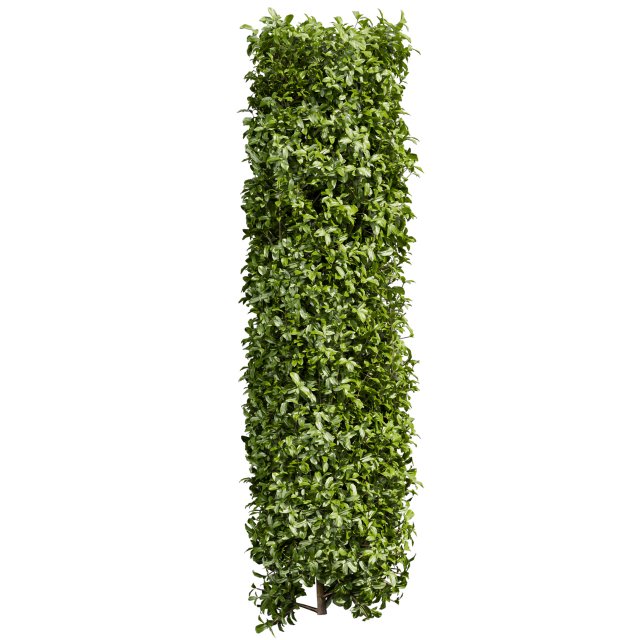 Collection plant vol 552 - Cylinder - ivy - laurus - nobilis - bush 3D Model in Small Plants ...