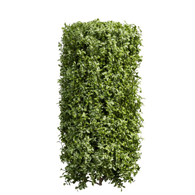 Collection plant vol 552 - Cylinder - ivy - laurus - nobilis - bush 3D Model in Small Plants ...