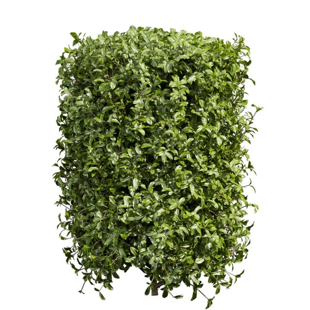Collection plant vol 552 - Cylinder - ivy - laurus - nobilis - bush 3D Model in Small Plants ...