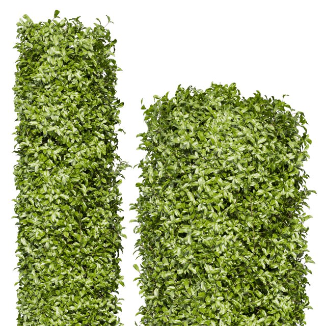 Collection plant vol 552 - Cylinder - ivy - laurus - nobilis - bush 3D Model in Small Plants ...