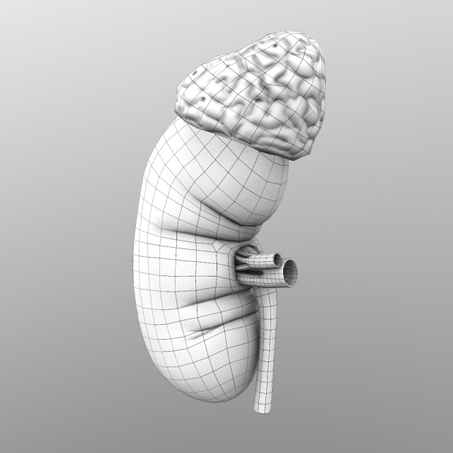 kidney 3D Model in Anatomy 3DExport