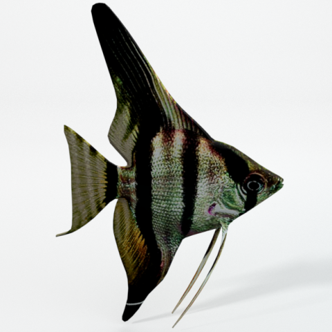 angelfish 3D Model in Fish 3DExport