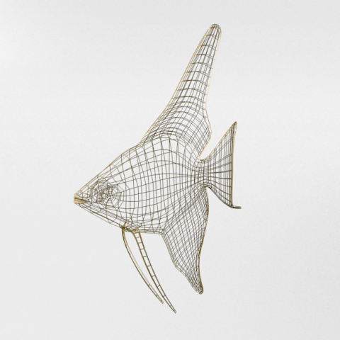 angelfish 3D Model in Fish 3DExport