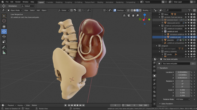 pregnant and fetus 3D Model in Anatomy 3DExport