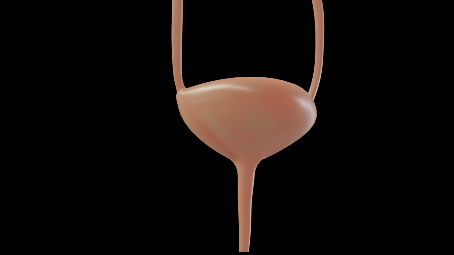 urinary system 3D Models in Medicines 3DExport