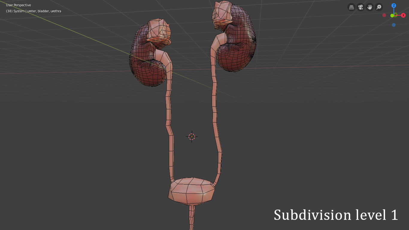 urinary system 3D Models in Medicines 3DExport