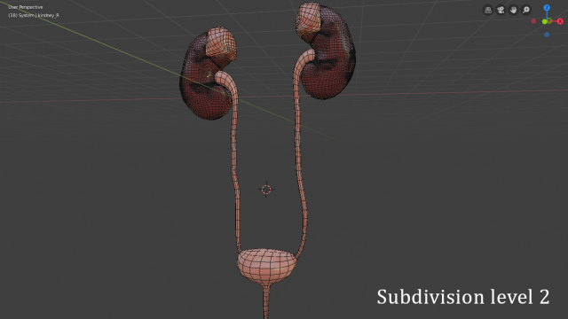 urinary system 3D Model in Medicines 3DExport