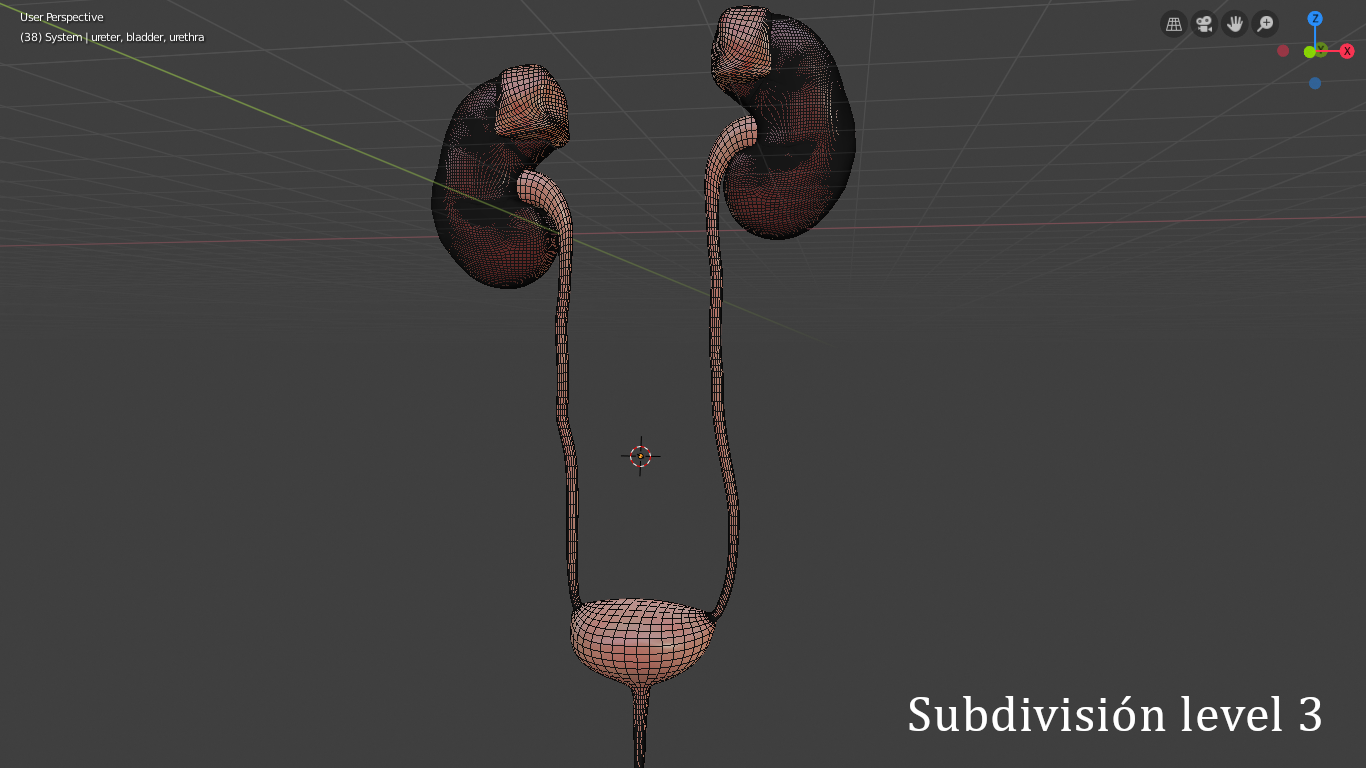 urinary system 3D Models in Medicines 3DExport