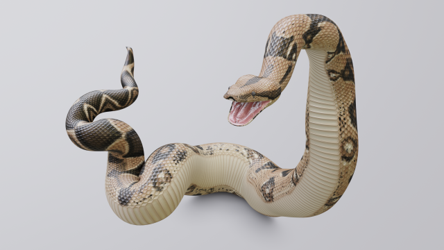 boa constrictor - animated 3D Model in Reptile 3DExport