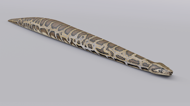 burmese python - animated 3D Model in Reptile 3DExport