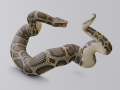 Burmese Python - Animated 3D Model in Reptiles 3DExport