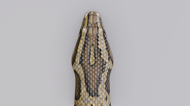burmese python - animated 3D Model in Reptile 3DExport