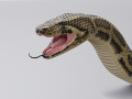 Burmese Python - Animated 3D Model in Reptiles 3DExport