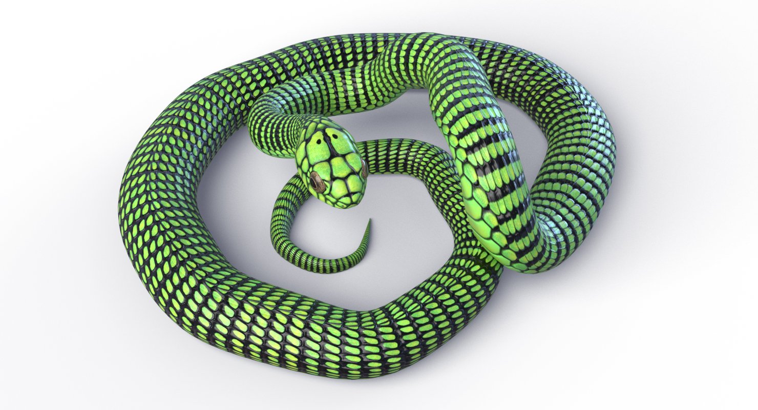 Boomslang Skin