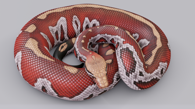 blood python - animated 3D Model in Reptile 3DExport