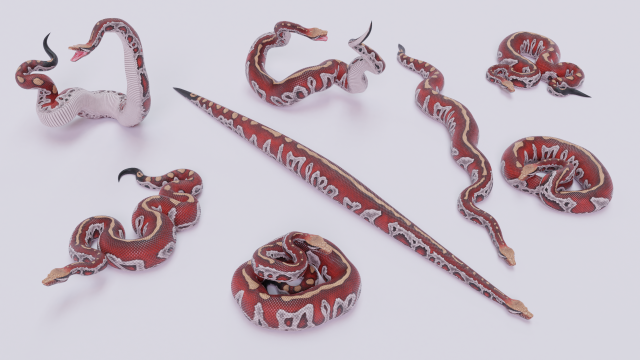 blood python - animated 3D Model in Reptile 3DExport