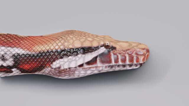 blood python - animated 3D Model in Reptile 3DExport
