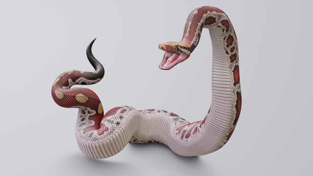 blood python - animated 3D Model in Reptile 3DExport