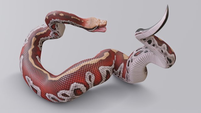 blood python - animated 3D Model in Reptile 3DExport