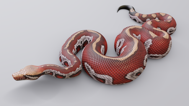 blood python - animated 3D Model in Reptile 3DExport