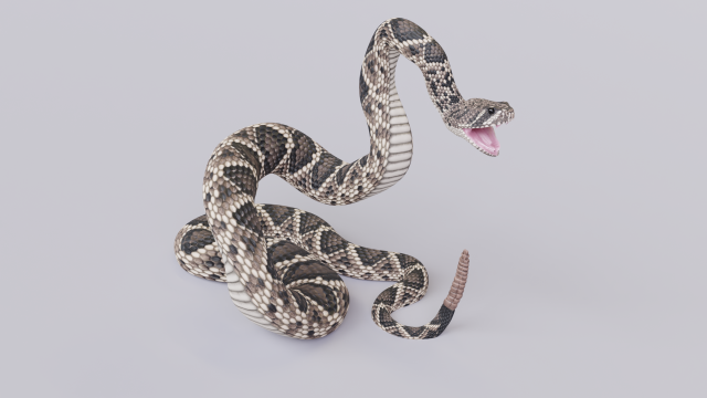 eastern diamondback rattlesnake - animated 3D Model in Reptile 3DExport