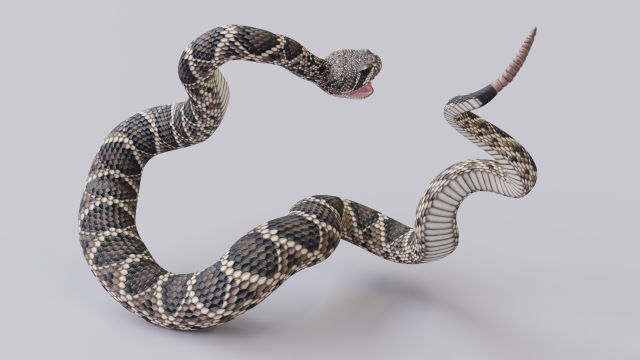 eastern diamondback rattlesnake - animated 3D Model in Reptile 3DExport