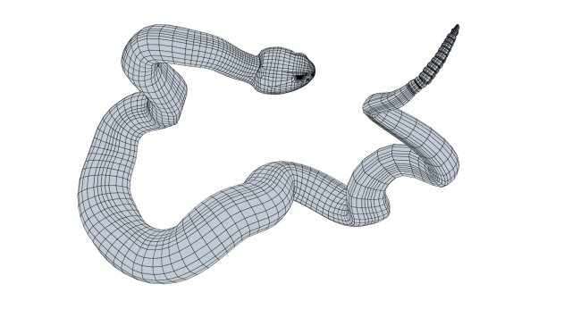 eastern diamondback rattlesnake - animated 3D Model in Reptile 3DExport